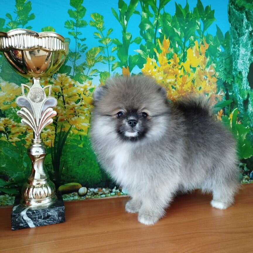 Щенки шпица