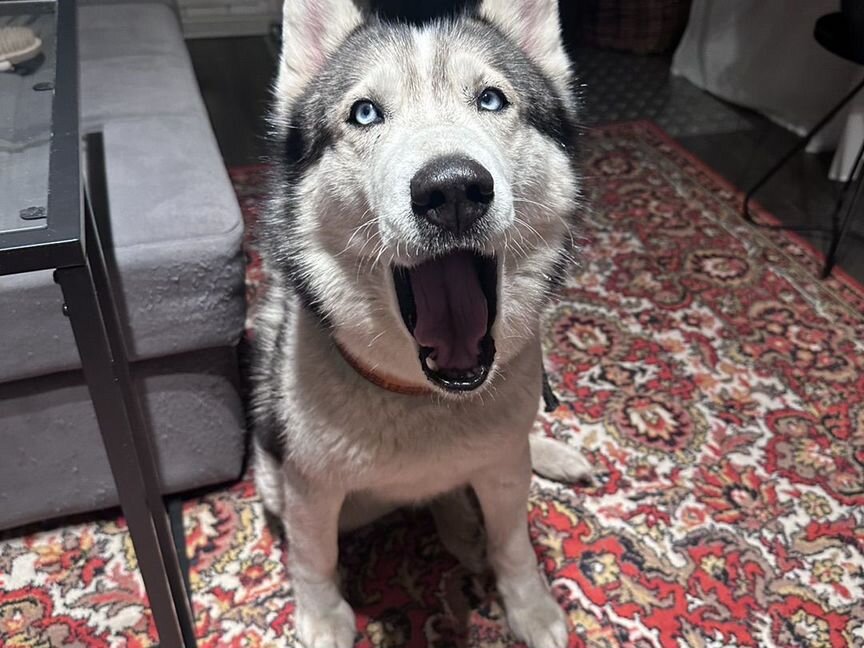 Сибирский хаски нашелся