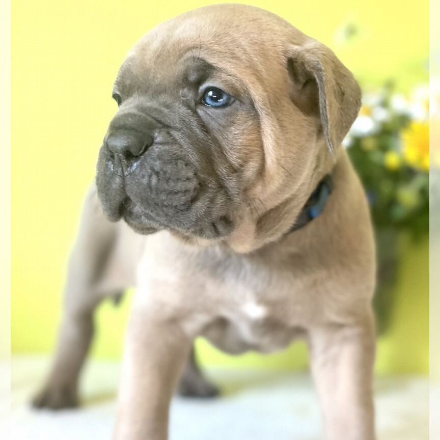 Прекрасные щенки Кане-корсо