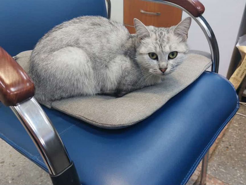 Найдена молодая кошечка серебристого цвета шиншила