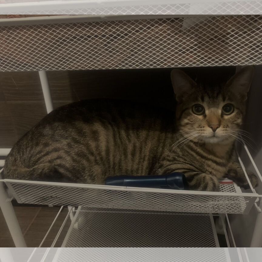 Отдам в добрые руки кот