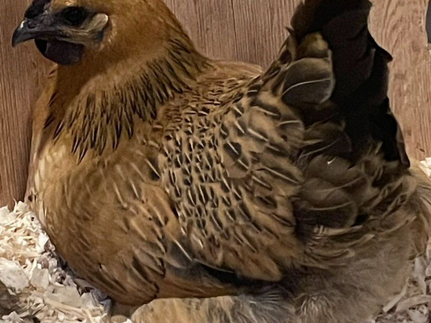 Лакеданзи семья