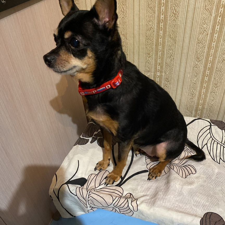 Отдам в добрые руки той-терьера, 10 лет, девочка