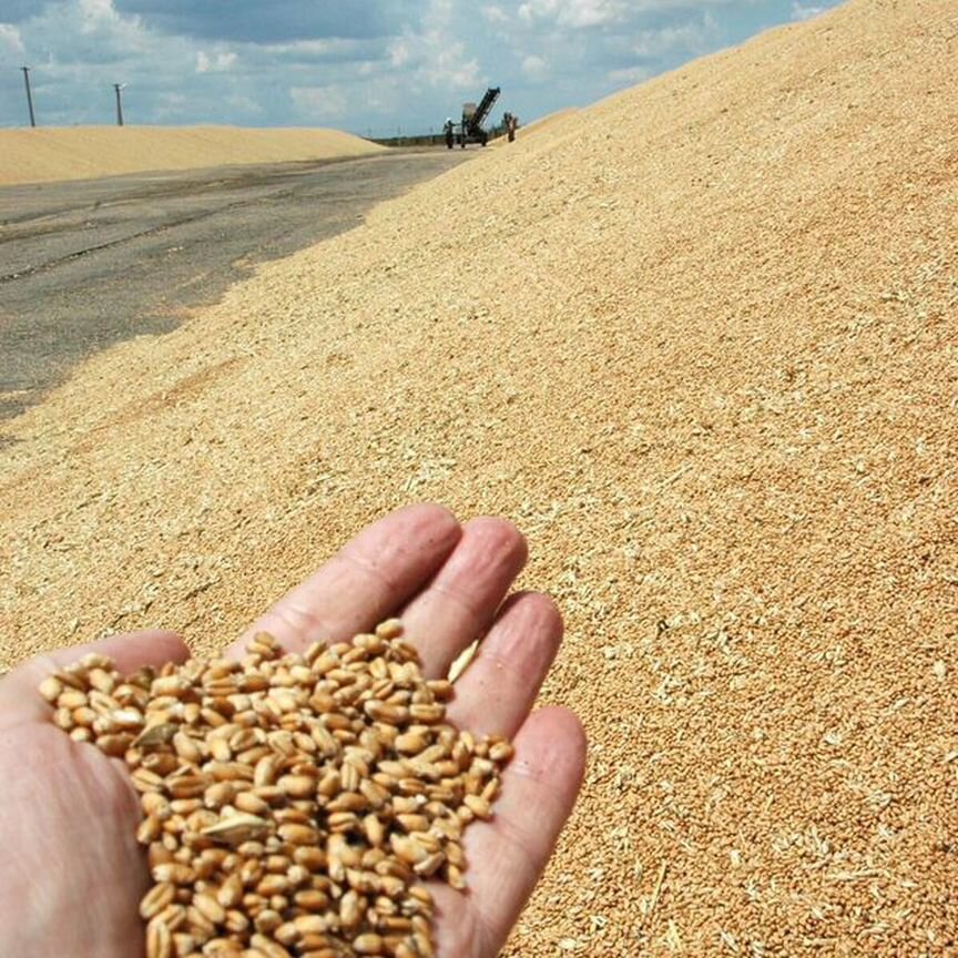 Пшеница