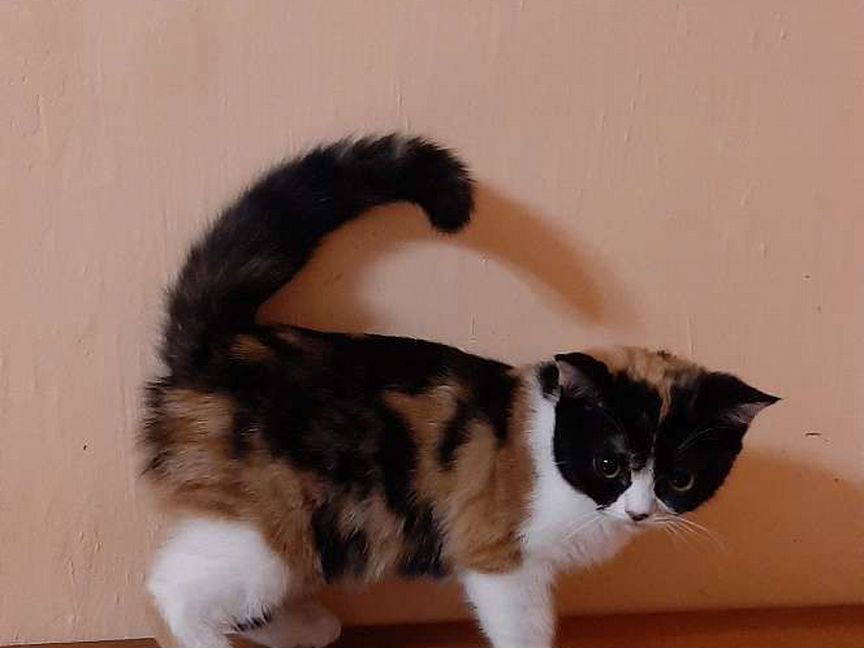 Британские котята редкого окраса