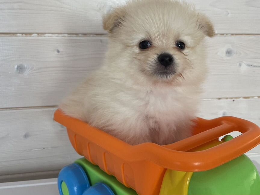 Продается шпиц