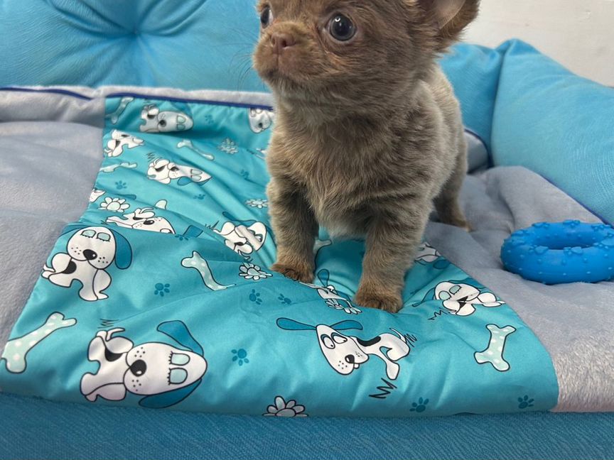 Чихуахуа девочка лиловая