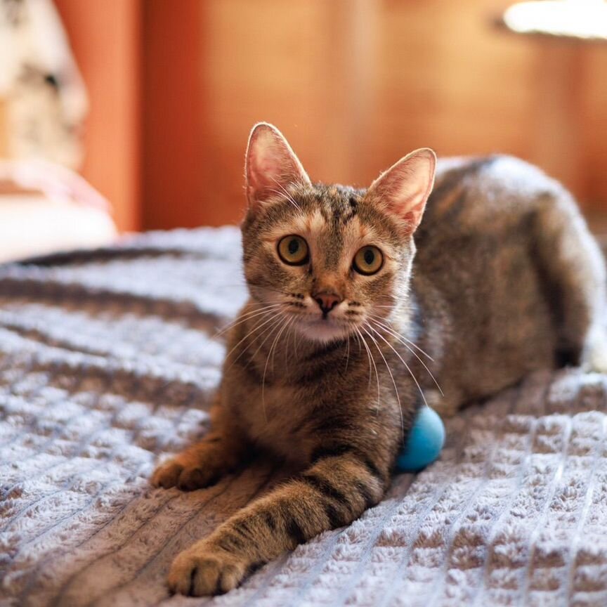 Кошка Мелисса ищет дом