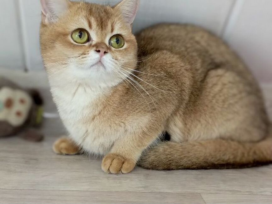 Кошки котята британские