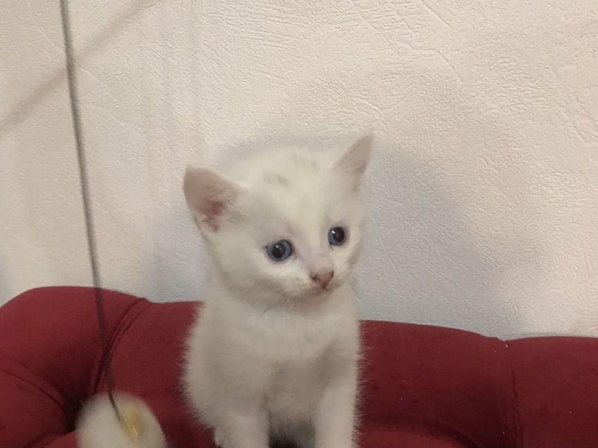 Симпатичный полосатый мальчик. Лоток освоил 5+