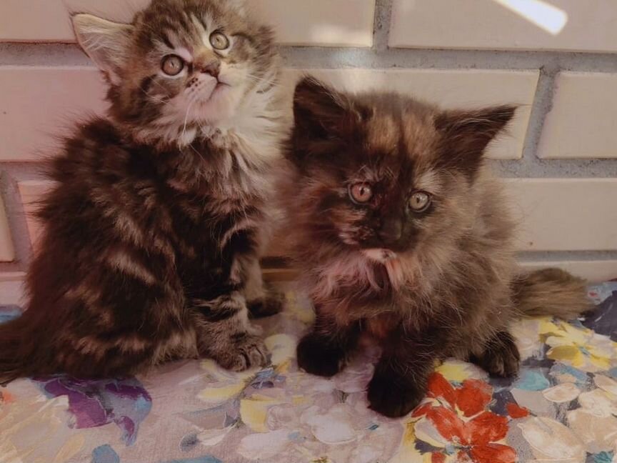 Котята мейн-кун, кошка котёнок куночка