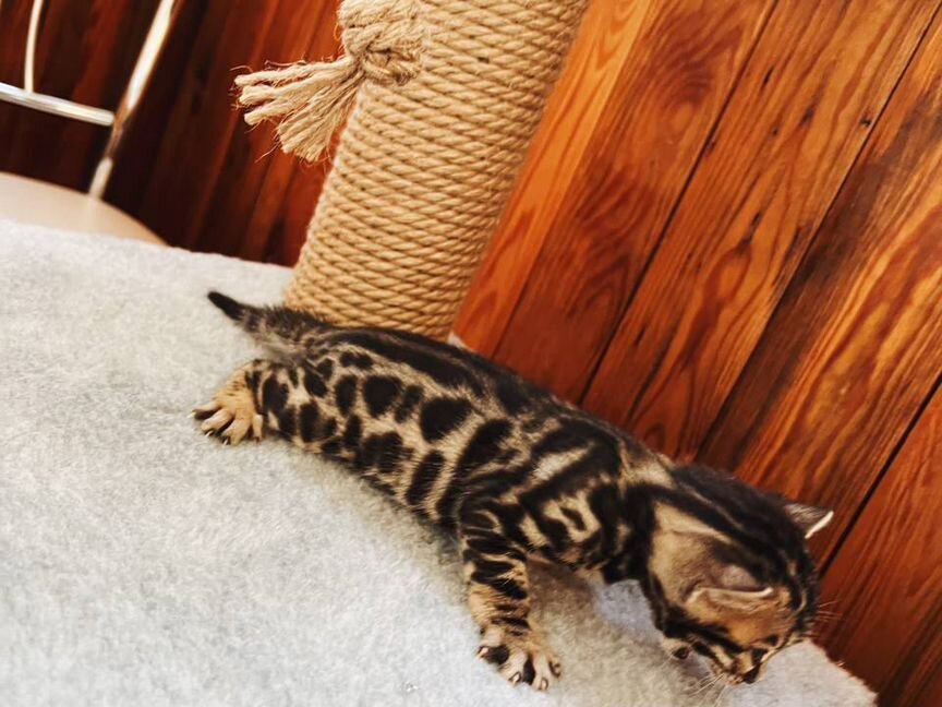 Бенгальские котята