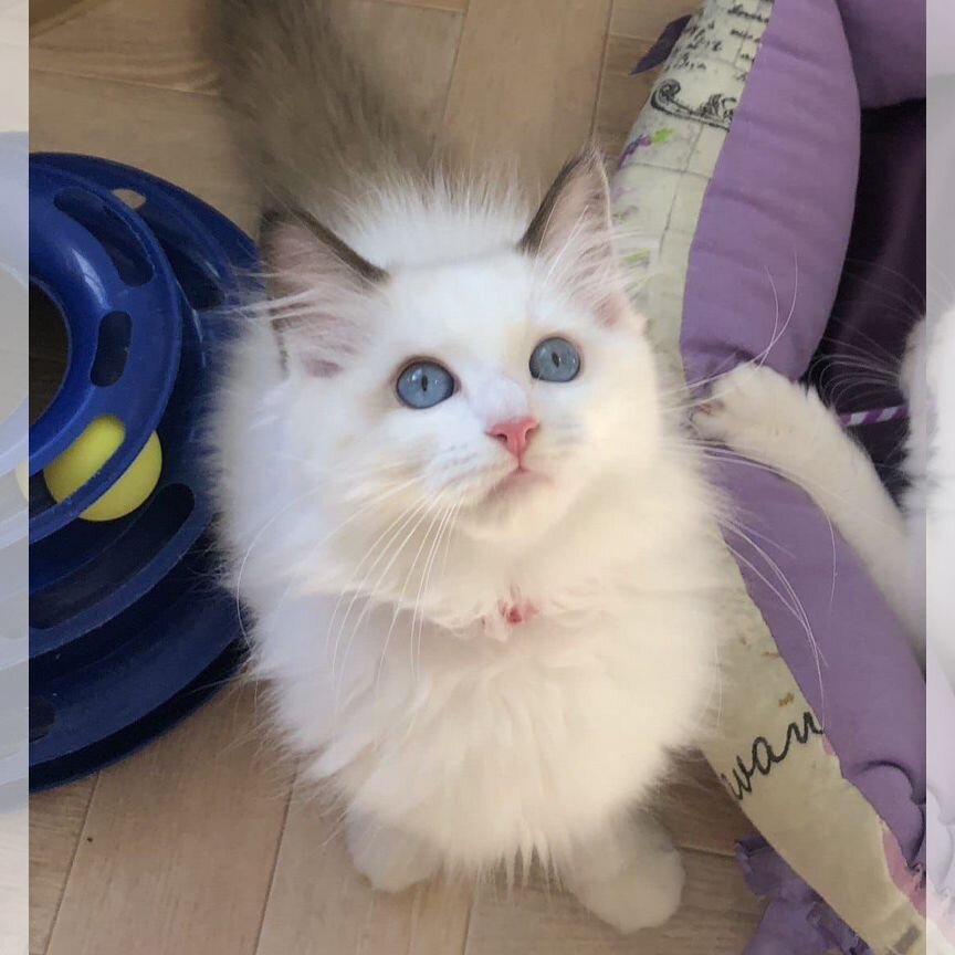 Котёнок Рэгдолл