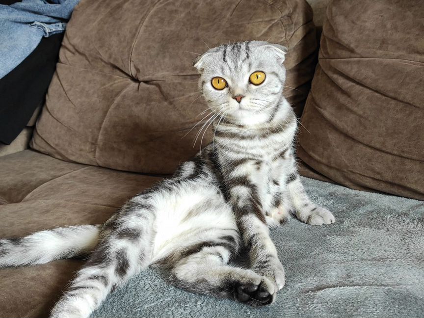 Шотландский вислоухий котики