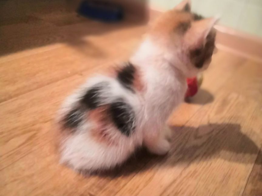 Котенок - праздник