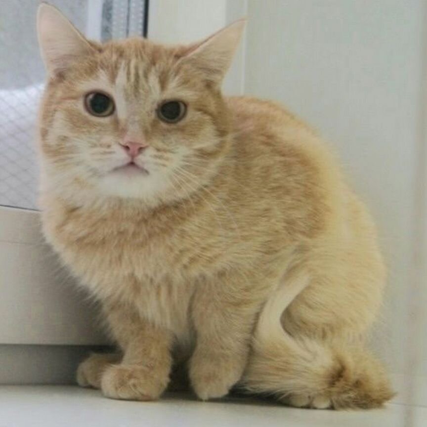 Кошечка Фенечка