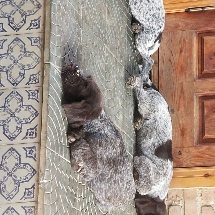 Продажа щенков породы дратхаар