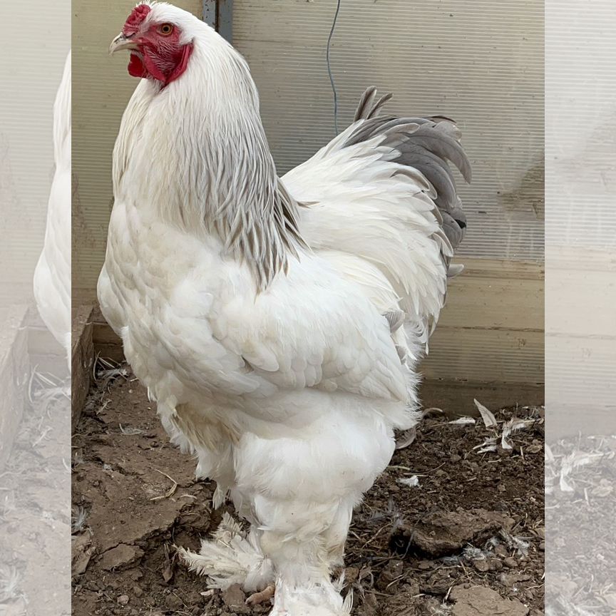 Петухи брама