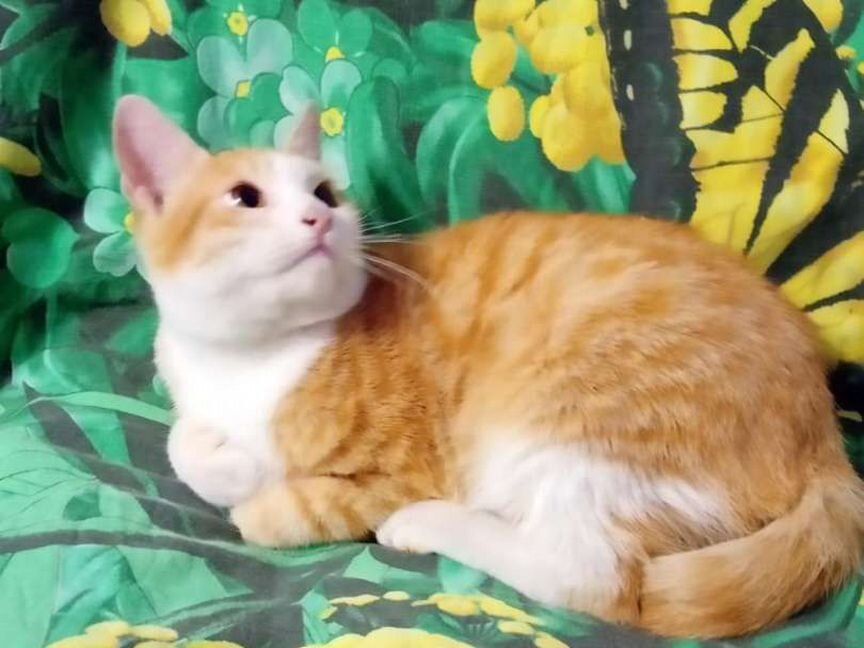 Кошка