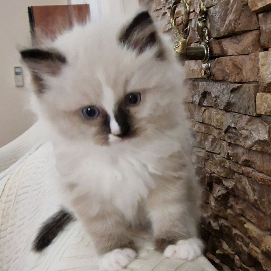 Рэгдолл котёнок