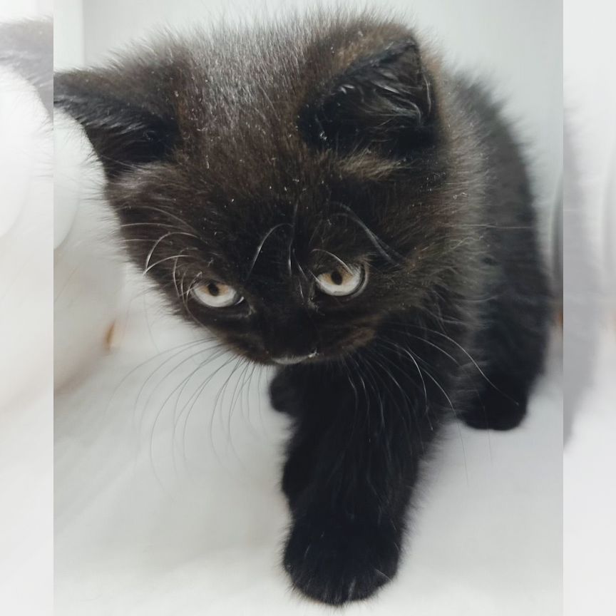 Шотландский черный котенок скоттиш-страйт