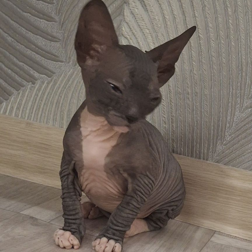 Донской сфинкс котята