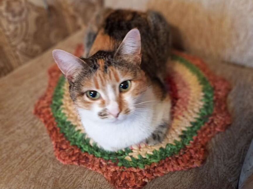 Кошка стерилизованная в добрые руки