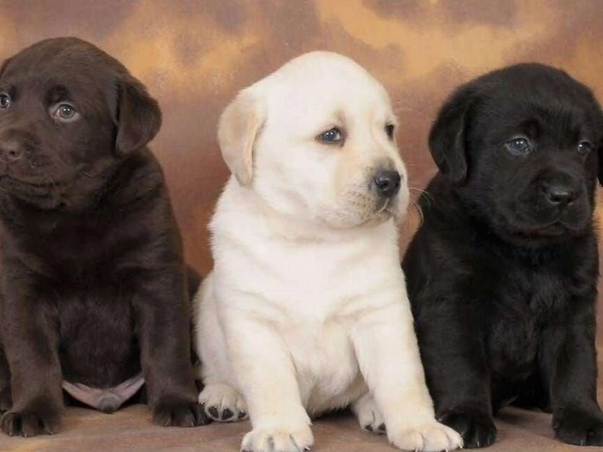 Щенки лабрадора
