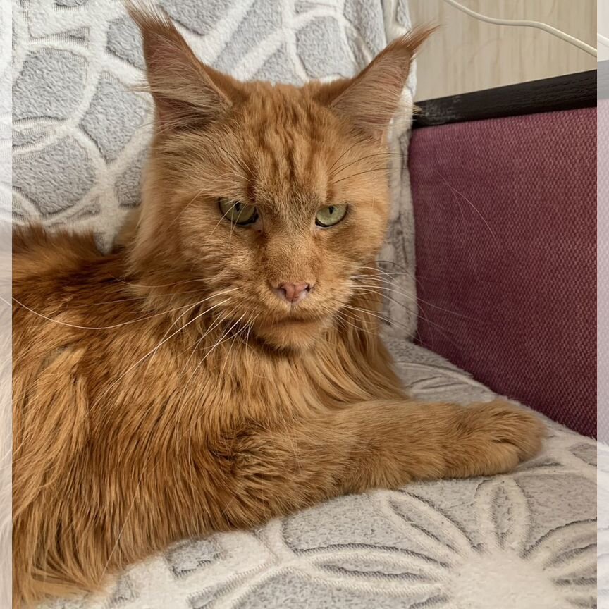 Мейн-кун, взрослый кот