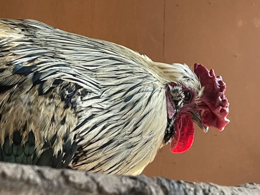 Отдаем петуха в добрые руки