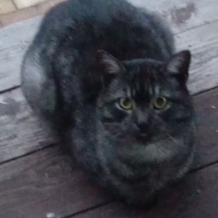 Котик потеряшка