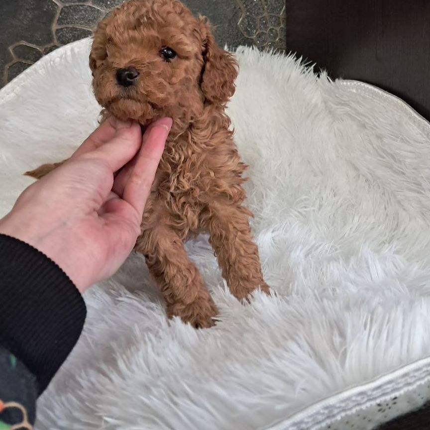 Той-пудель, щенок