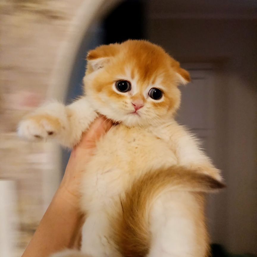 Вислоухая принцесса с документами