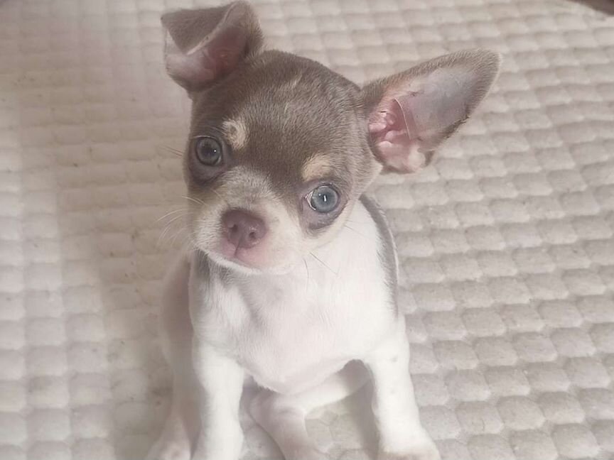 Девочка лилово-белая 2 мес