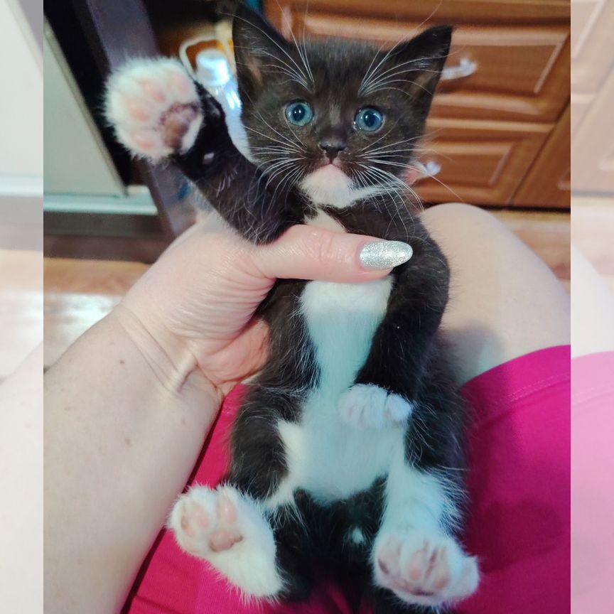 Котёнок в добрые руки