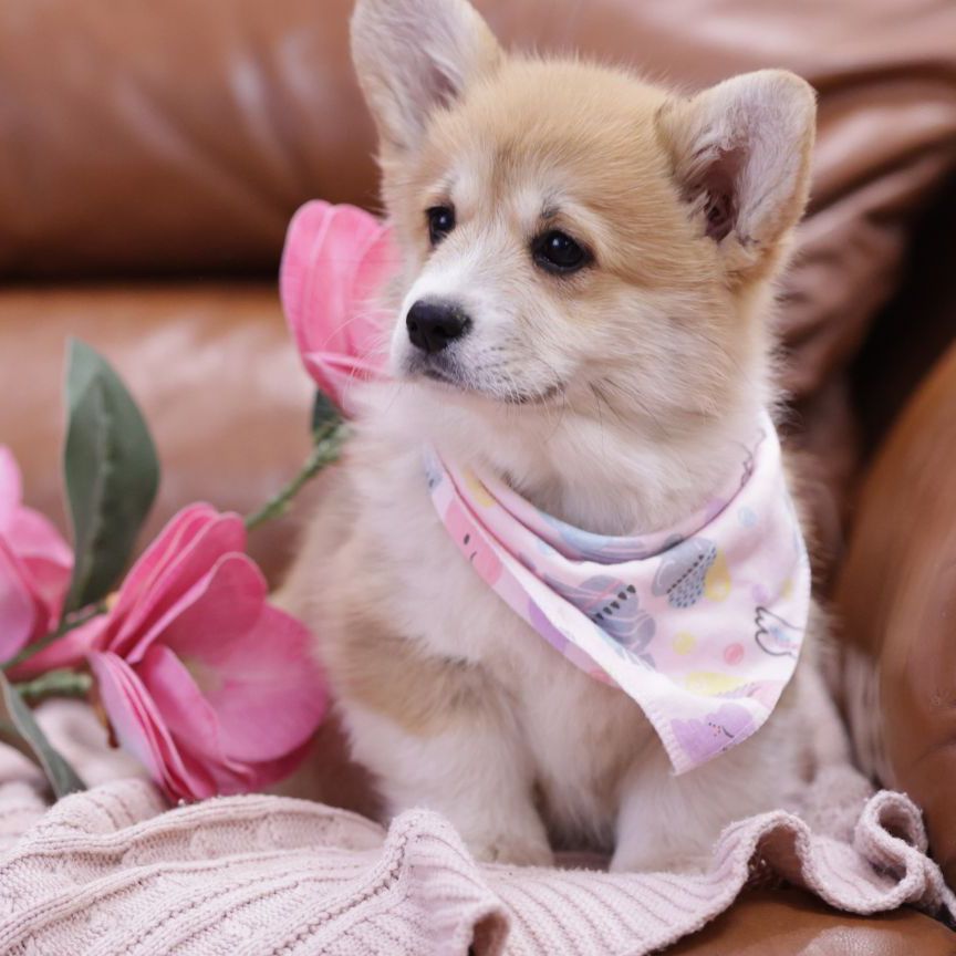 Вельш Корги Пемброк, щенок