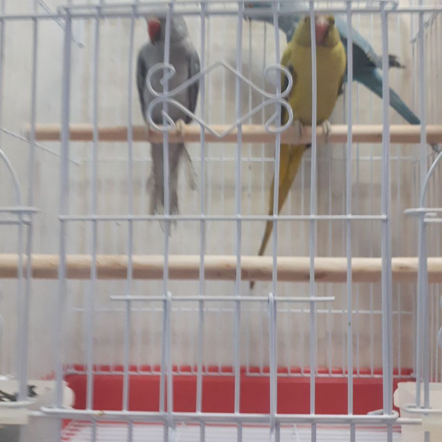 Ожереловый попугай