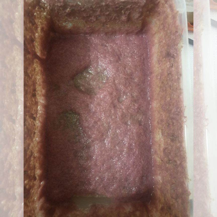 Трубочник изя