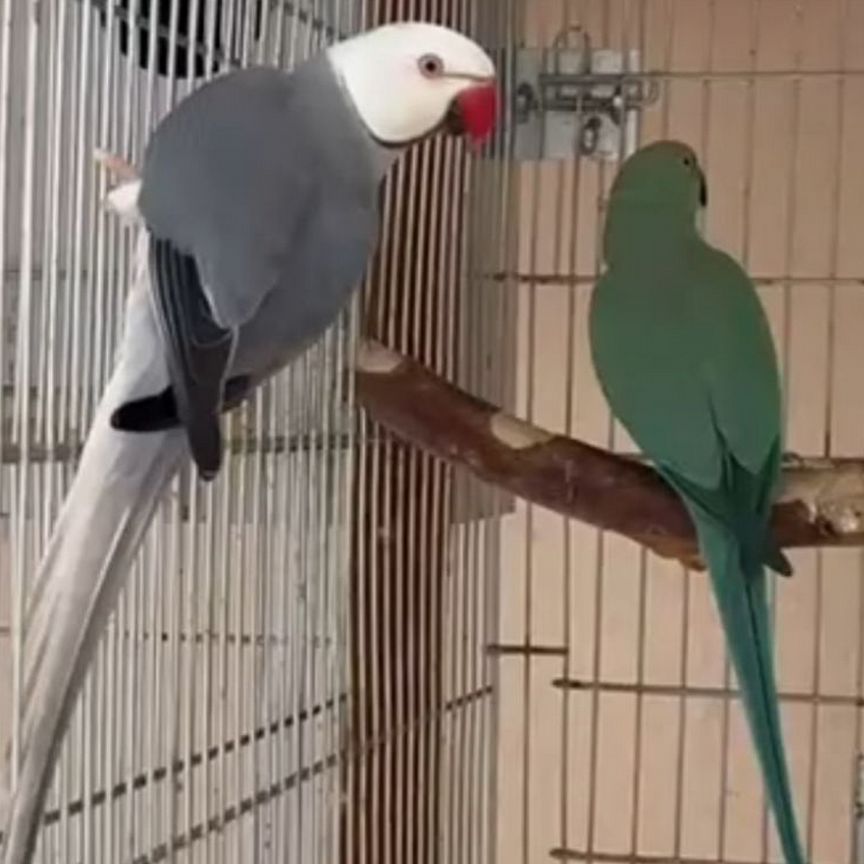 Ожереловый попугай самец