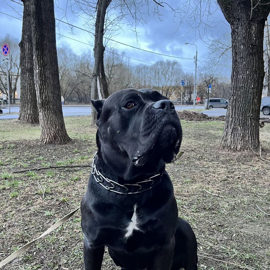 Кане Корсо вязка