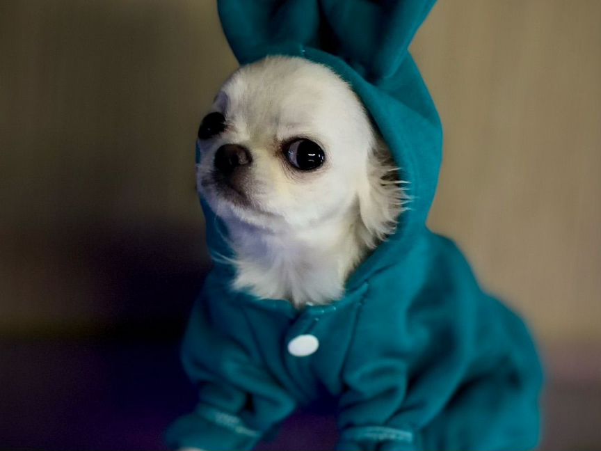 Щенки чихуахуа