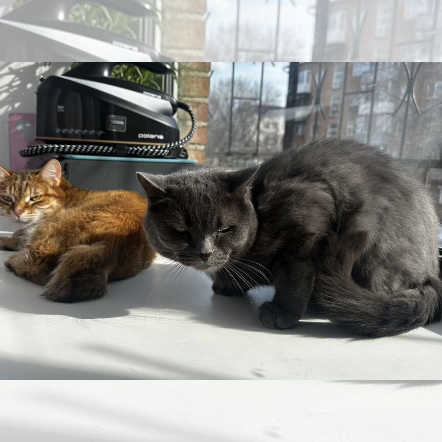 Взрослая, кошка в добрые руки