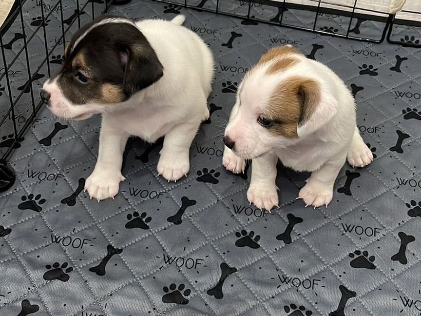 Щенки джек Рассел терьер