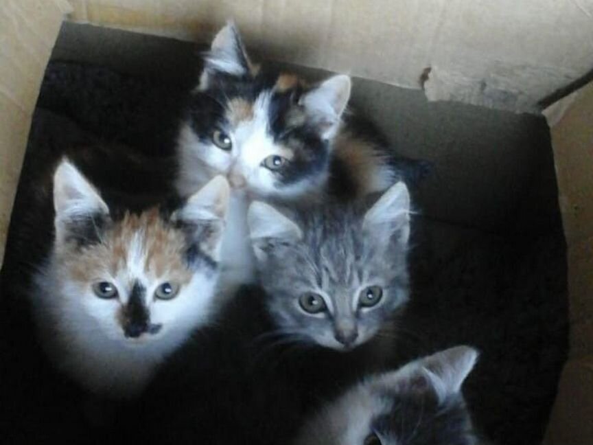 Котята в добрые руки