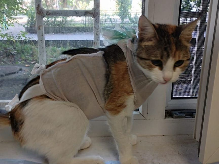 Трëхцветная киса очень хочет домой