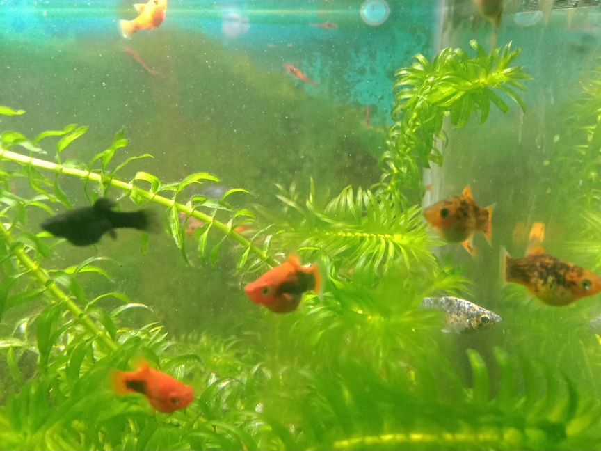 Пецилия ассорти