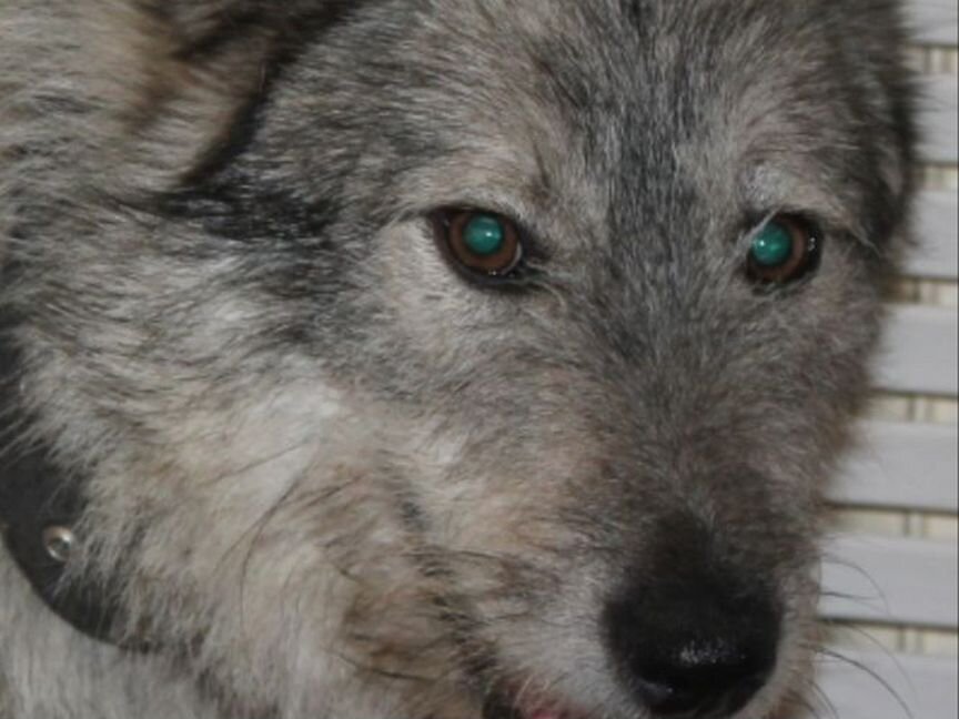 Отдается собака