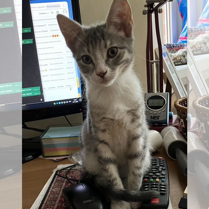 Котенку очень нужен свой дом