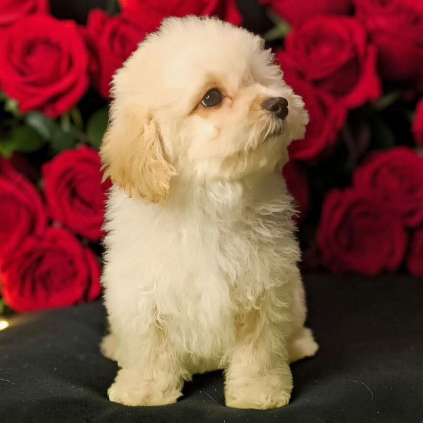 Мальтипу, щенок