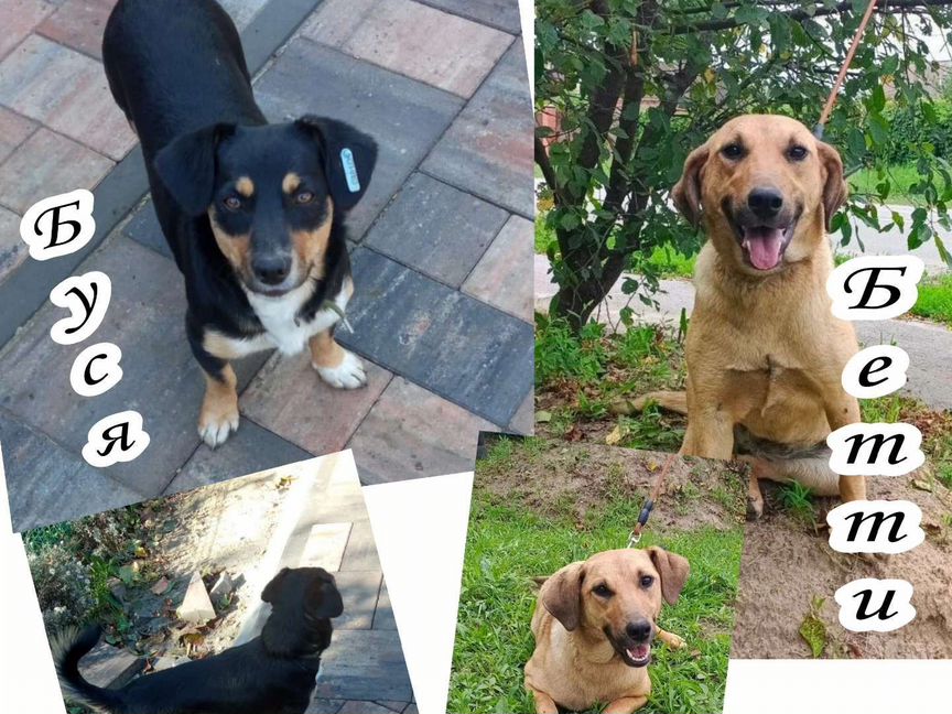 Мы ищем семью